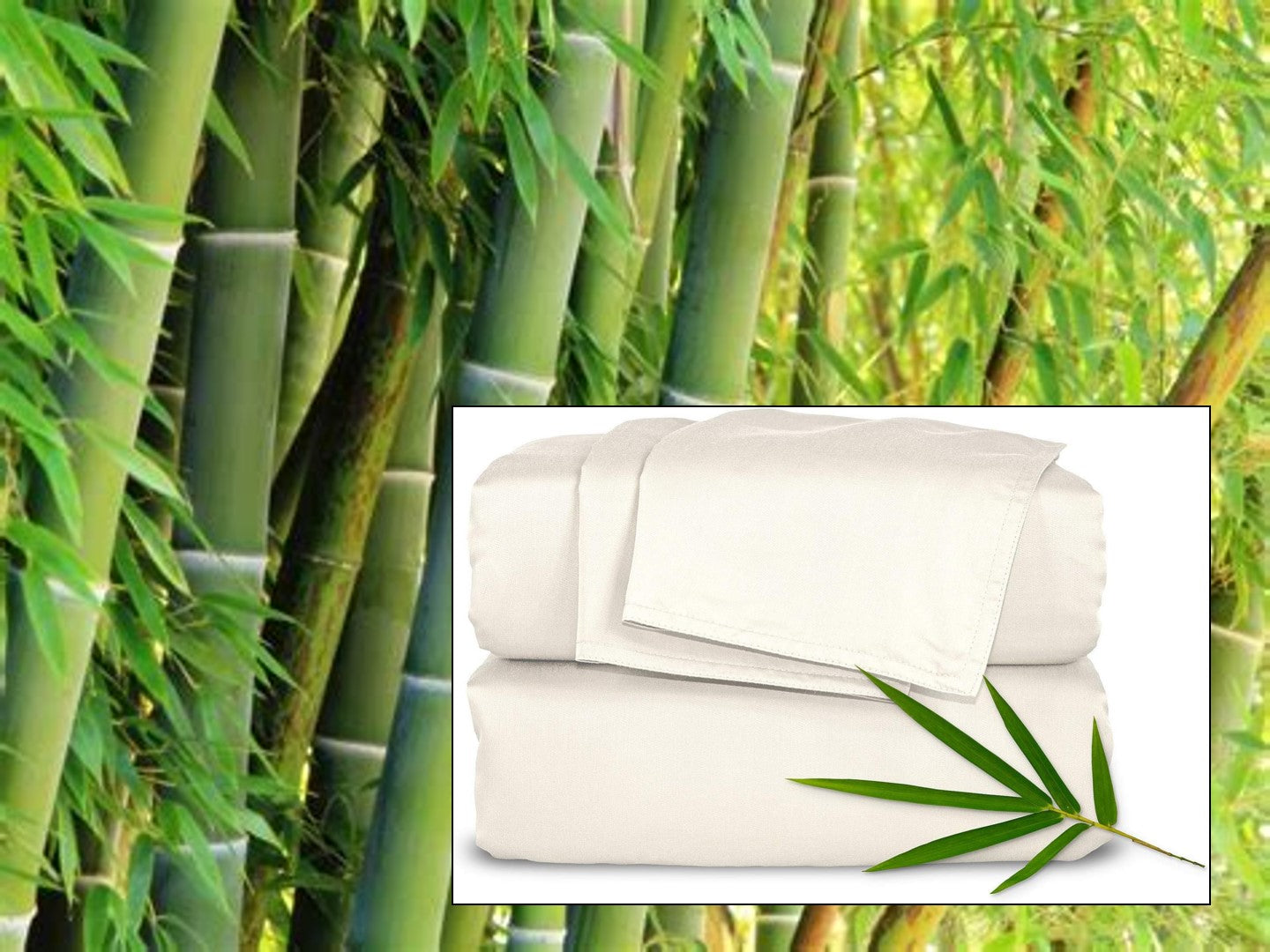 Bamboo Bliss – Absolutely Fabulous at Home